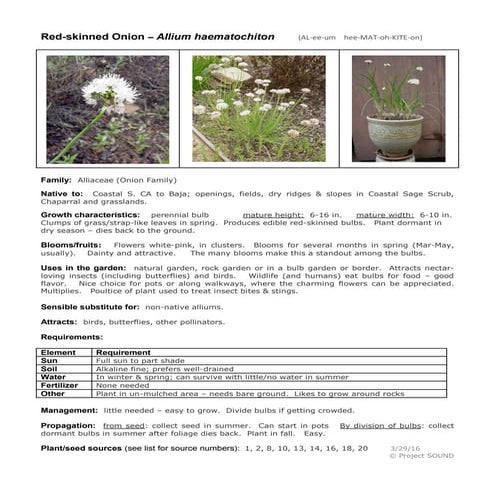 Allium crispum | PDF