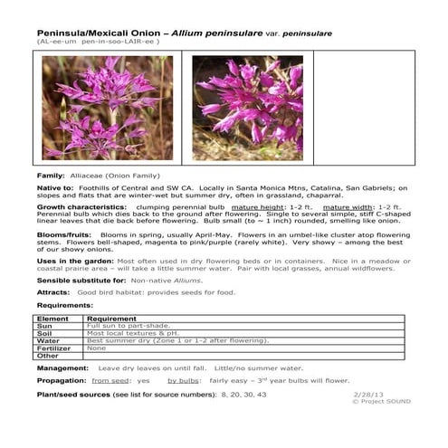Allium crispum | PDF