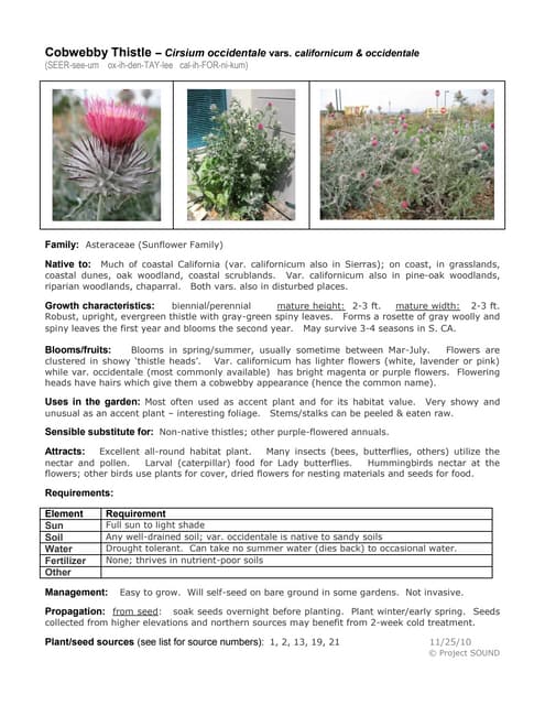 Fennel | PPTX | Gardening | Home & Garden