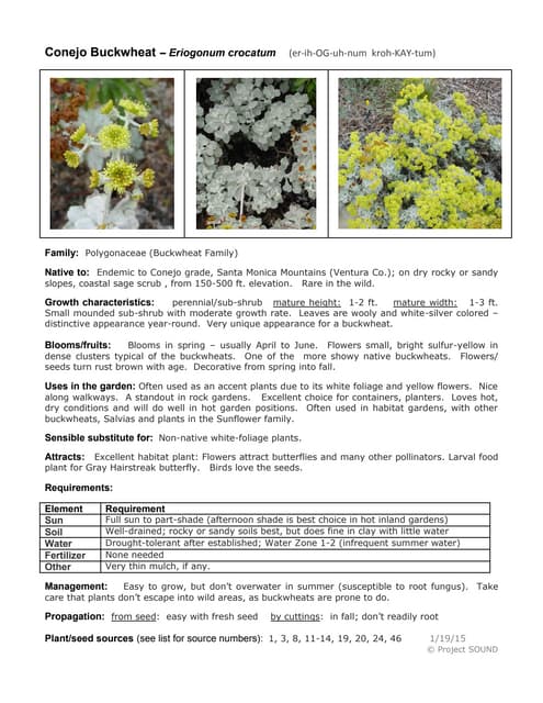 Sambucus nigra 'variegata' label | PDF
