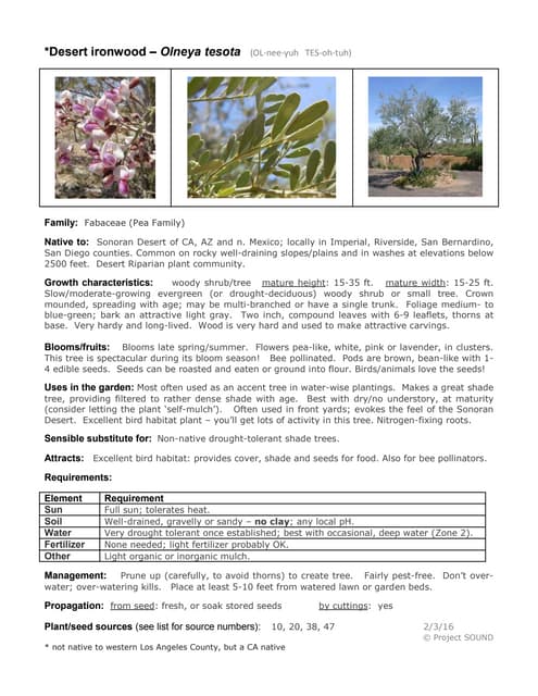 Tillandsia air plants | PDF