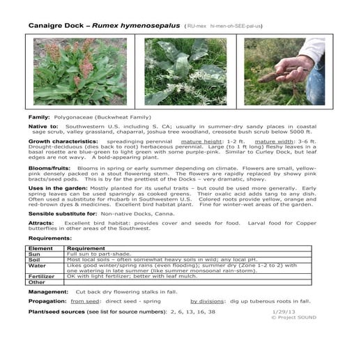 Yellow dock root | PDF