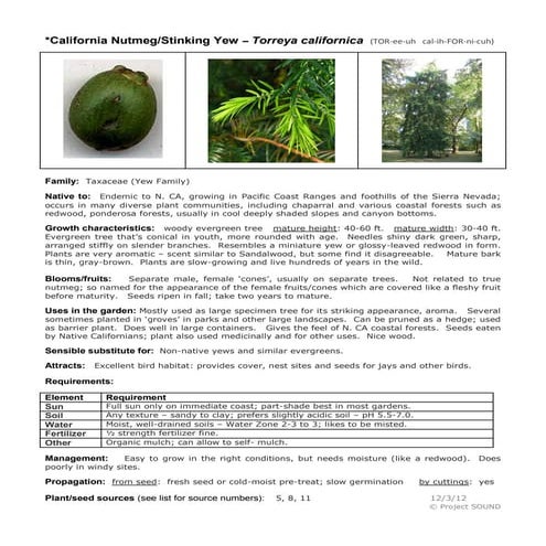 Gardening sheet torreya californica | PDF
