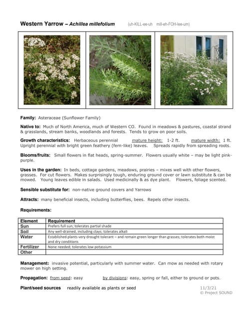 Q achillea millefolium | PDF