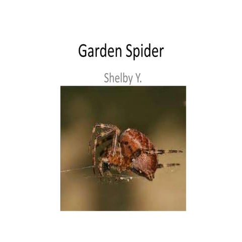 Garden spider | PPTX
