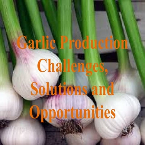 Garlic Crop Modern Cultivation Techniques | PPTX