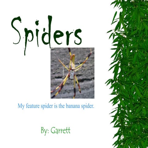 Spider Presentation | PPT