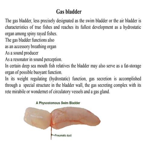 Gas bladder.pptx
