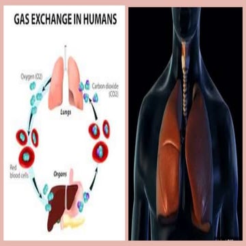 GASEOUS EXCHANGE IN HUMANS | PPTX