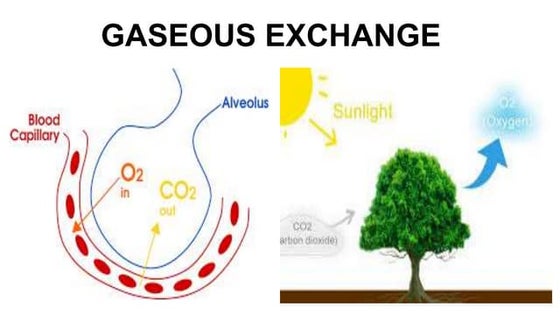 Gas-ExchangeS-in-Plants-and-Animals.pptx
