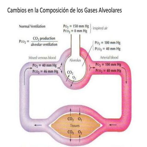 Gases membrana alveolo capilar | PPT