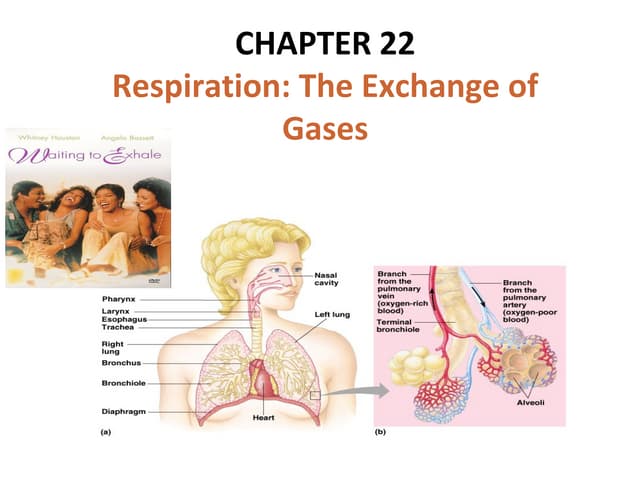 INHALATION AND EXHALATION MECHANISM OF LUNGS | PPTX