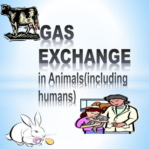Gas exchange in animals by madeleine | PPT
