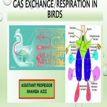 Gas exchange | PPT