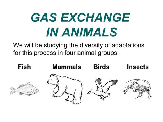 Animal circulatory system | PPT