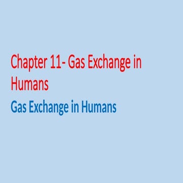 Chapter 11 - Gas Exchange in Humans (Biology) | PPTX