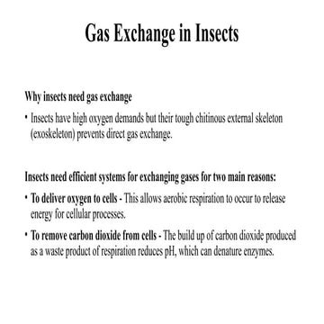 Gas Exchange in Insects and structures 01 | PPTX