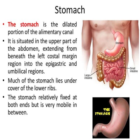 Stomach | PPTX