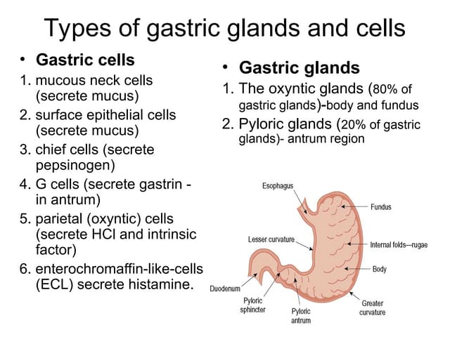 Presentation on the mechanism of HCl production in the stomach | PPTX