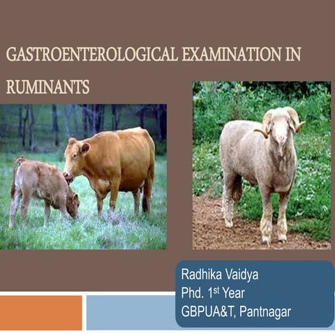 Gastroenterological examination in ruminants | PPTX