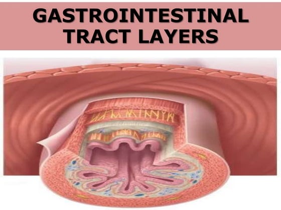 Movement in gastrointestinal tract | PPT