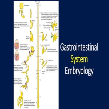 Gastrointestinal system embryology | PPTX