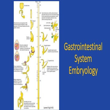 Gastrointestinal system embryology | PPTX
