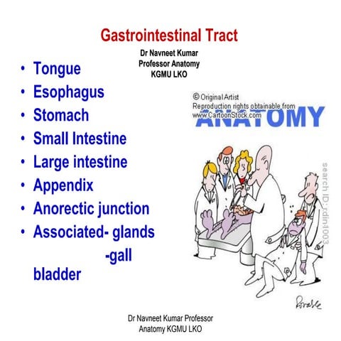 gastrointestinal_tract.pdf
