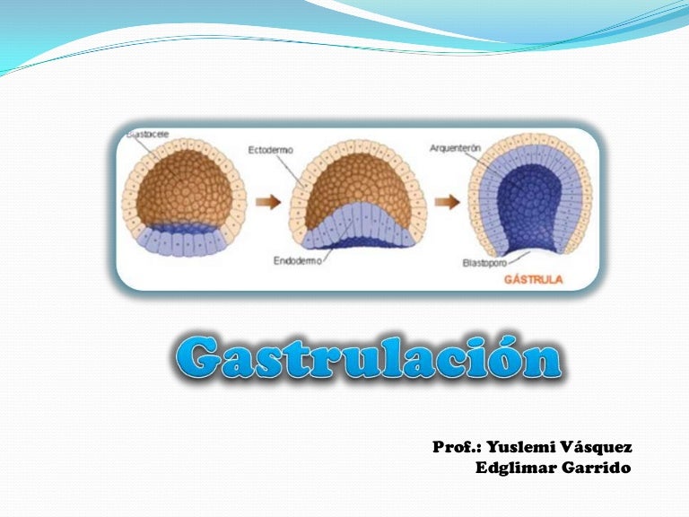 Gastrulacion
