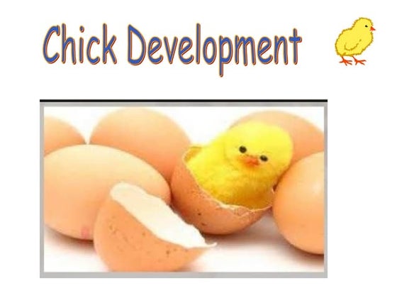 Development of chick embryo- structure of egg,cleavages,fate map and ...
