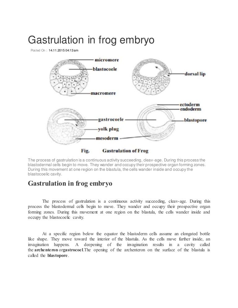 Gastrulation in frog embryo