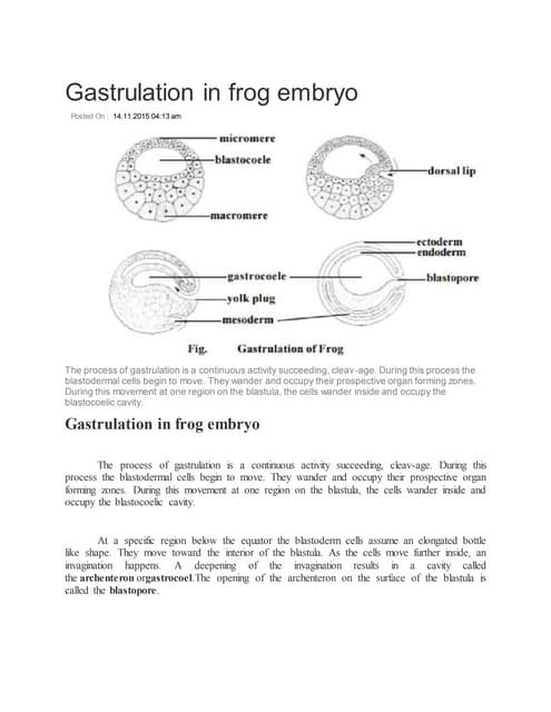 Gastrulation in frog | PPT | Biological Sciences | Science