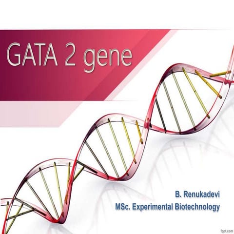 Introduction to GATA2 gene | PPT