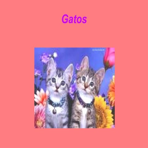 Gatos | PPT