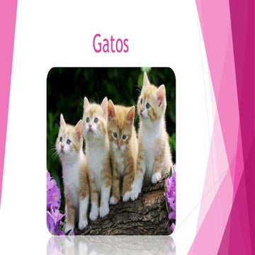 Comportamento e Raças Populares de Gatos domésticos | PPTX