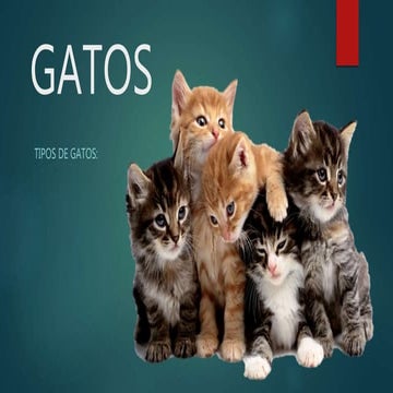 Gatos | PPTX