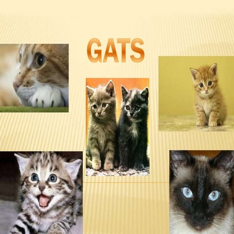 Gats | PPTX