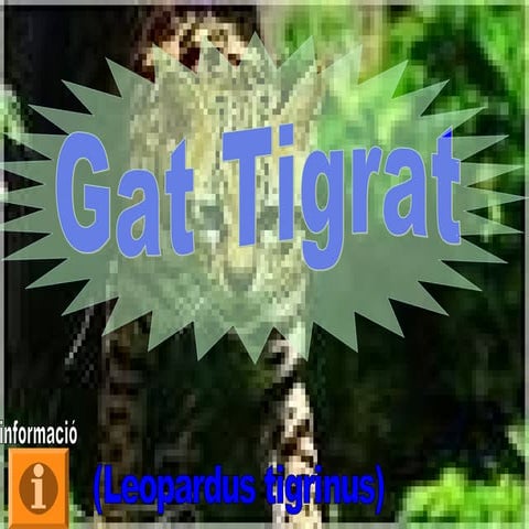 El Gat tigrat | PPT