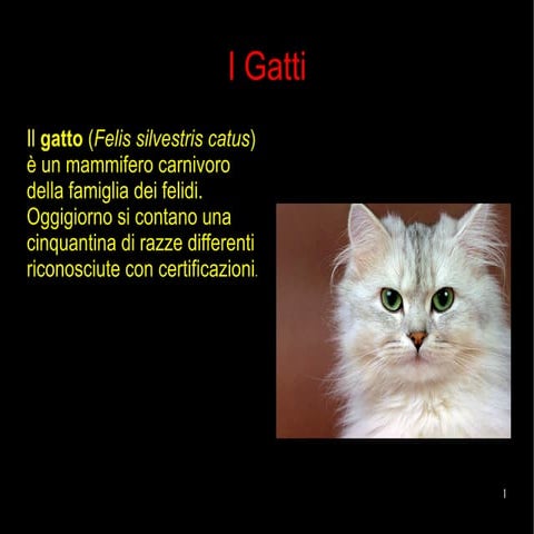 i Gatti | ODP | Cats | Pets