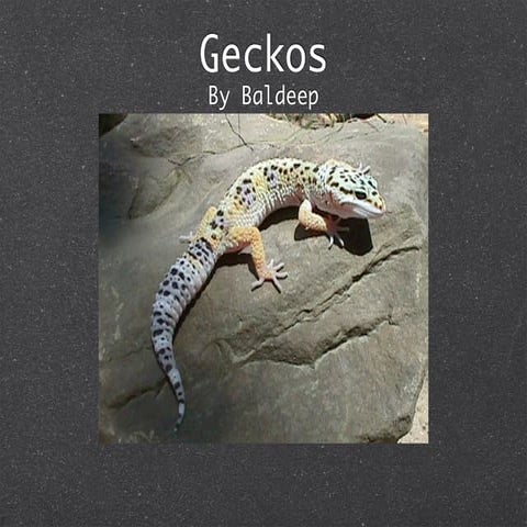 Geckos | PPT