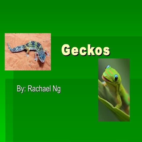 Geckos | PPT