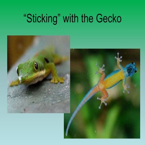 Gecko stations lesson ppt | PPTX