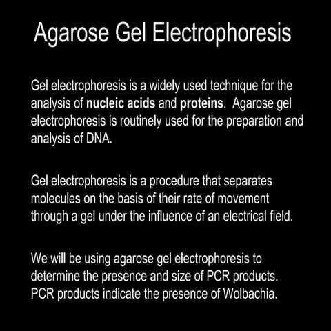 Agarose Gel Electorphoresis completeLecture.pdf
