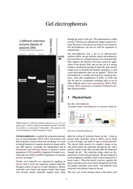 Gradient gel electrophoresis and pulse field gel electrophoresis | PPTX
