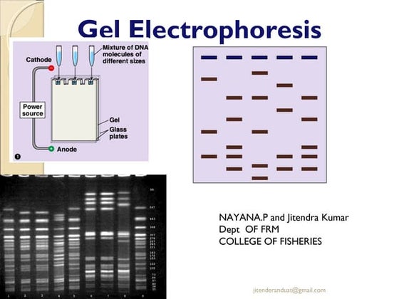 Gradient gel electrophoresis and pulse field gel electrophoresis | PPTX