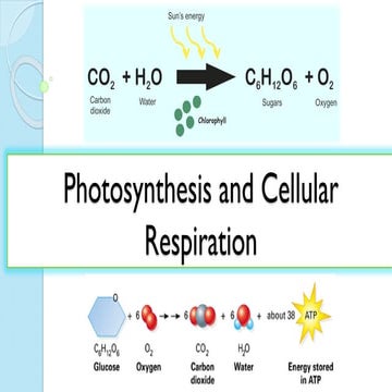 GENBIO_Photosynthesis-and-Cellular-Respiration.pdf