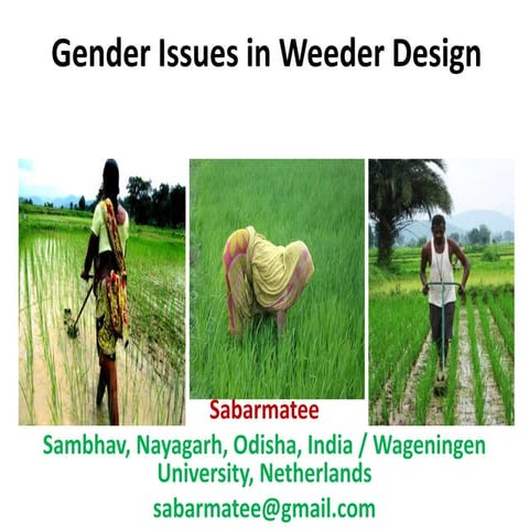 Anatomy of stem,root and leaf of rice | PPTX