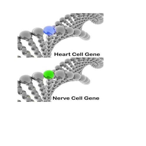 Gene activation | PDF