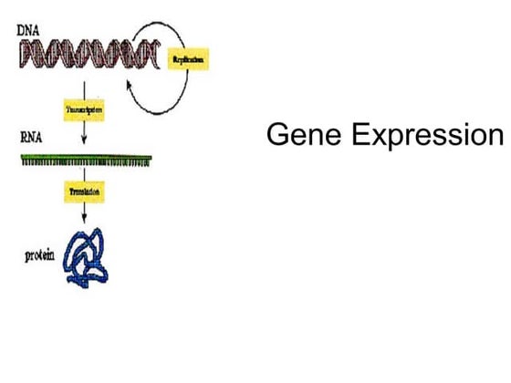 Structure of Gene | PPT