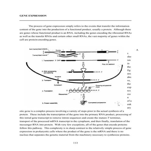 Gene_Expression.pdf